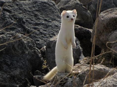 Long Tailed Weasel Long Tailed Weasel In Its Winter Coate Flickr