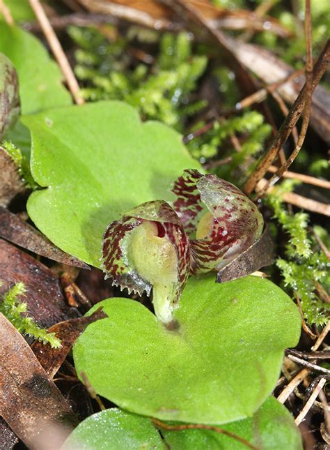 Corybas Helmet Orchids The Orchids Of Western Australia