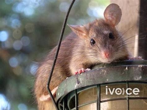 Нью Йорк хотын захиргаа харх устгал хариуцах ажилтанд 170 000 ын цалин амлав