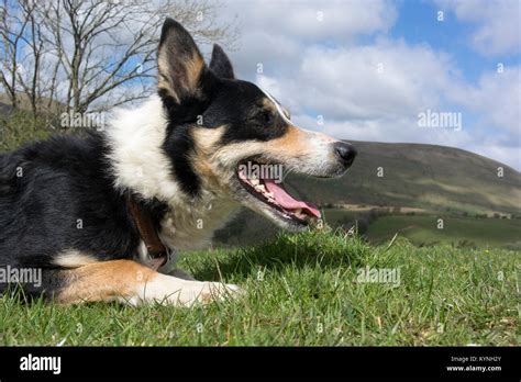 Border Collie Sheepdog Out In Field Working Sheep Cumbria Uk Stock