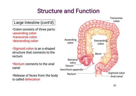 Medical Terminology Digestive System Pdf