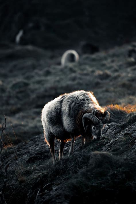 Pin Van Jessica Stoker Op B O R N T O B E W I L D Natuur