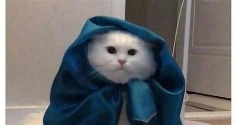 Quils Mangent Des Lembas Album On Imgur