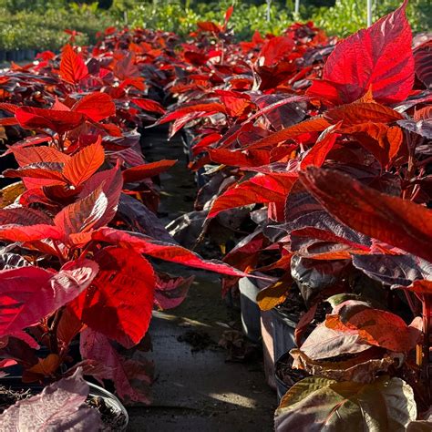 Copperleaf Red Jungle Plants