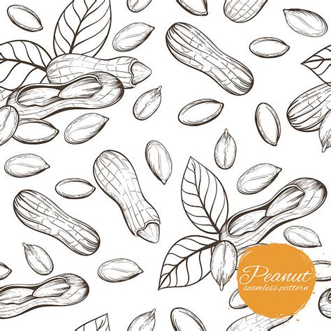 食品 ピーナッツ イラスト素材 Istock