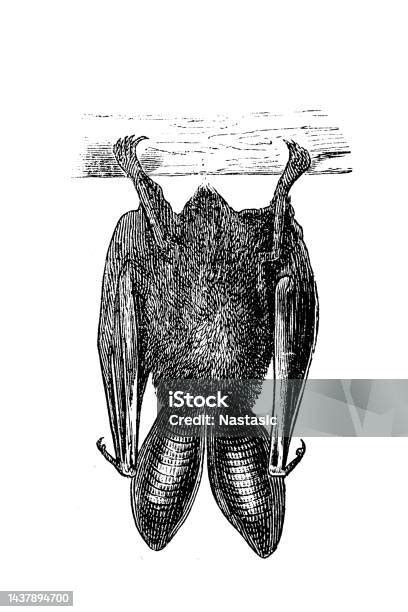 Plecotus Auritus Stock Illustration Download Image Now Istock