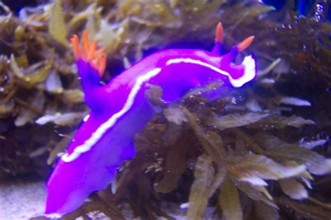 Purple Sea Slug Invertebrates Nano Reef Community