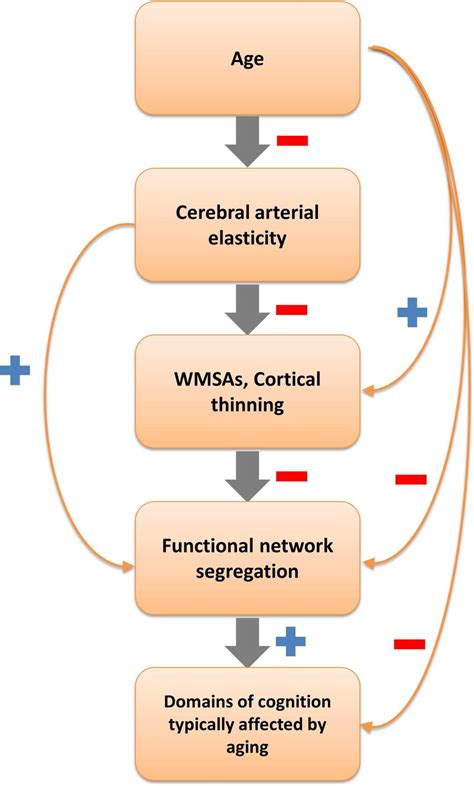 schematic representation of an exploratory hierarchical cascade of