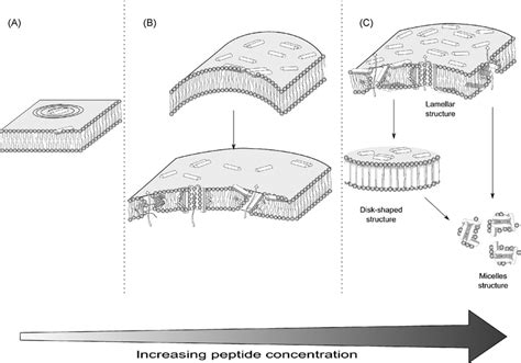 Putative Model Proposed For D Hemolysin Membrane Activity Describing Download Scientific