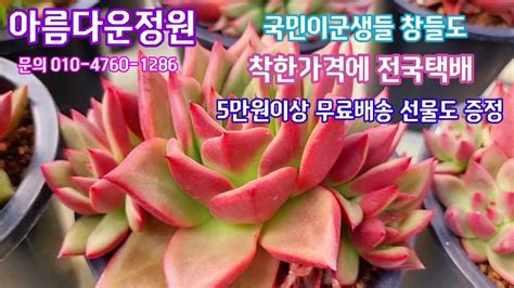 아름다운정원 1탄 국민이군생들 창들도저렴하게 나왔어요 5만원이상 무료배송 선물로 독일샴페인 드려요 핑클루비 케서린스타마크슐란베라가모로제스타마디바