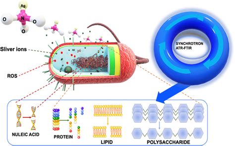 Schematic Illustrating The Use Of Synchrotron Macro Atr Ftir Download Scientific Diagram