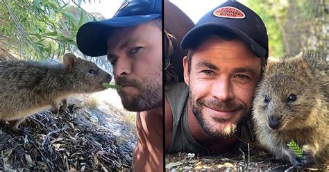 Chris Hemsworth Feeds Quokka From His Mouth 22 Words