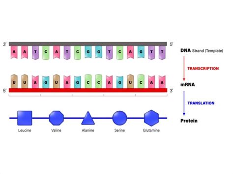 Mutations Flashcards Quizlet
