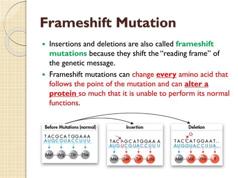 Frameshift Mutation Example