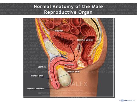 Normal Anatomy Of The Male Reproductive Organ Trialquest Inc