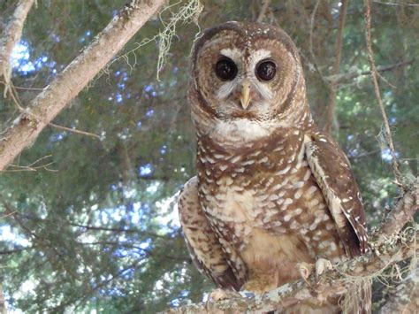 Habitat Loss Northern Spotted Owl At Anthony Pippen Blog