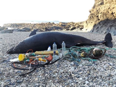 If You Were Outraged By Plastic Choking Oceans On Blue Planet Finale