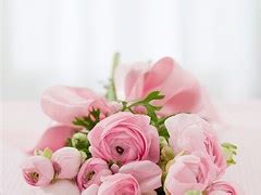 Peonies Flowers White Free Photo On Pixabay