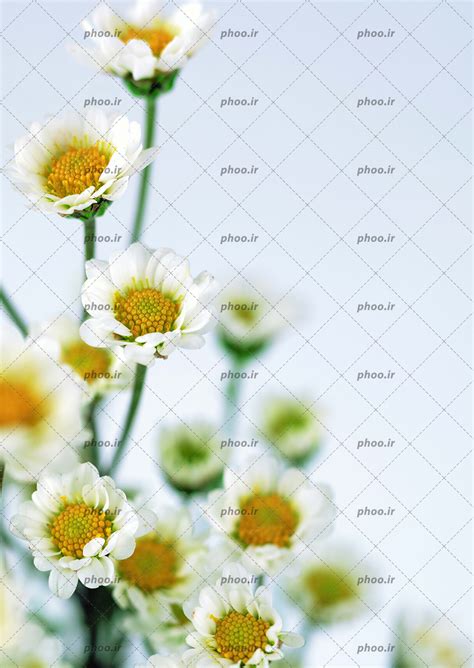 عکس گل های بابونه زیبا در پس زمینه سفید عکس با کیفیت و تصاویر استوک