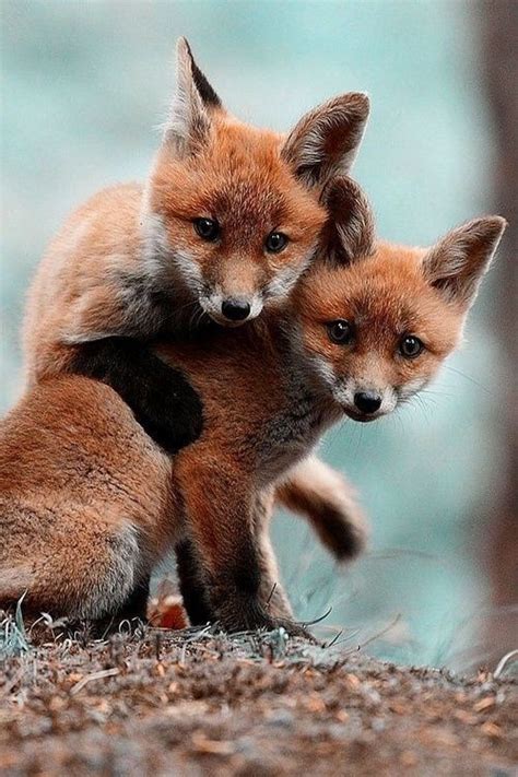 30 Adorable Twin Foxes Double The Cuteness In The Wild