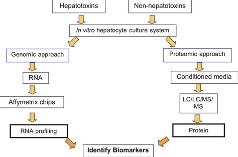 —an Algorithm For The Use Of In Vitro Cell Lines To Identify Potential Download Scientific