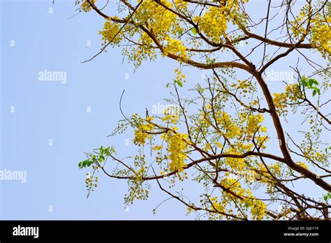 A Tree With Yellow Flowers And Green Leaves Captured In Alwar Rajasthan India Stock Photo Alamy