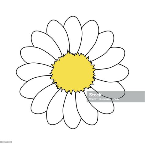 흰색 배경에 카모마일 꽃 엽서 여름 부엌 직물 인테리어 꽃 무늬 프린트에 인쇄에 대 한 귀여운 화창 벡터 그래픽 0명에 대한 스톡 벡터 아트 및 기타 이미지 Istock