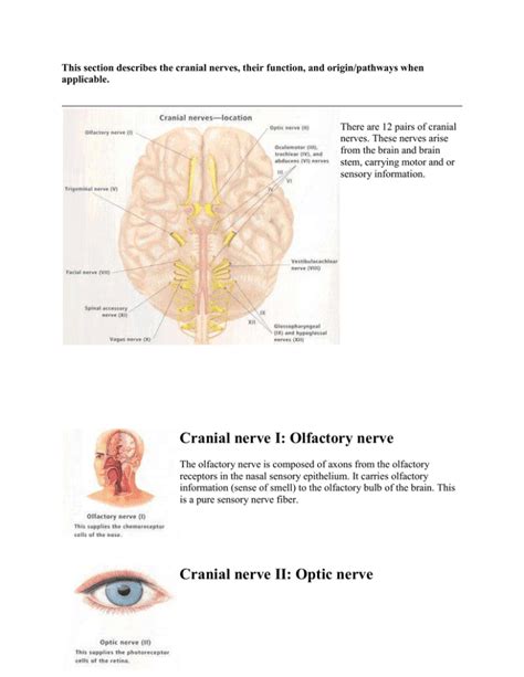Cranial Nerves Function Origin And Pathways