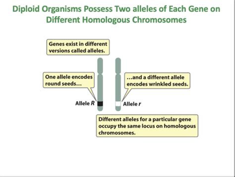 7 1 Inheritance Flashcards Quizlet