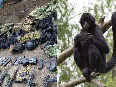 Mono Araña Vestido De Sicario Fallece En Un Combate Con Grupos De La Familia Michoacana En