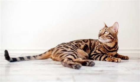 Bengal Tabby Mix A Complete Bengal Guide My British Shorthair Cat