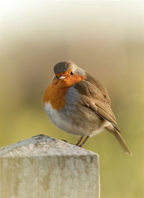 Strike A Pose Robin Photo Print Putman And Robin