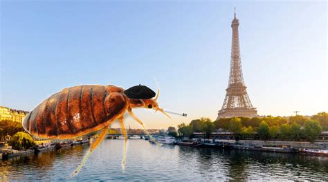 2023 France Bed Bug Infestation Paris Bedbug Outbreak Know Your Meme