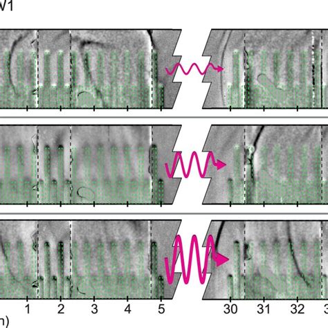 Nonvolatile Storage Of Spin Wave Signals Over Macroscopic Distance Mfm Download Scientific