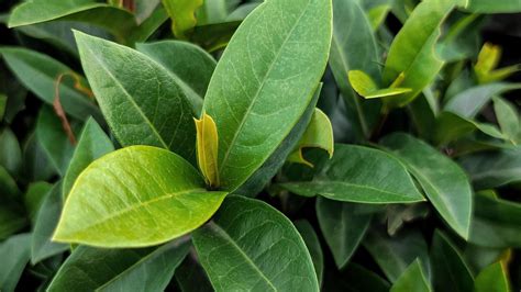Beneficios Del Té De Laurel En Ayunas Para Tu Salud ※