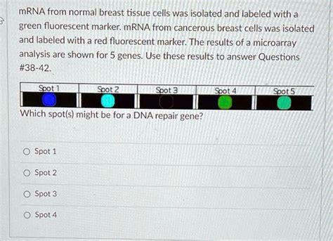 Solved Mrna From Normal Breast Tissue Cells Was Isolated And Labeled