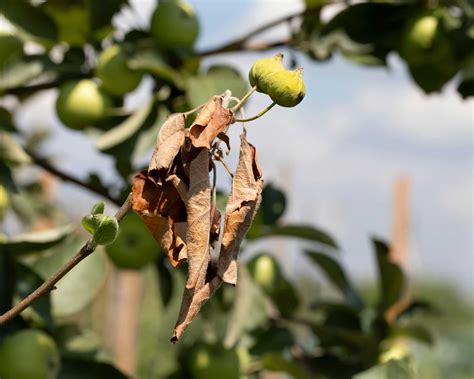 Apple Tree Diseases Identify And Treat Common Problems Gardeningetc