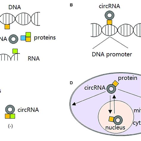 Circrna Protein Interactions A Circrnas Block Proteins From Download Scientific Diagram