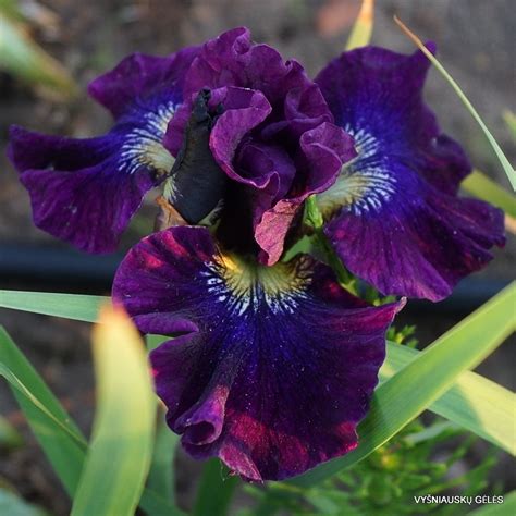 A Cappella Daylily Phlox Eu