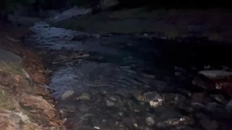 Jungle Bird Sings Pornhub Com