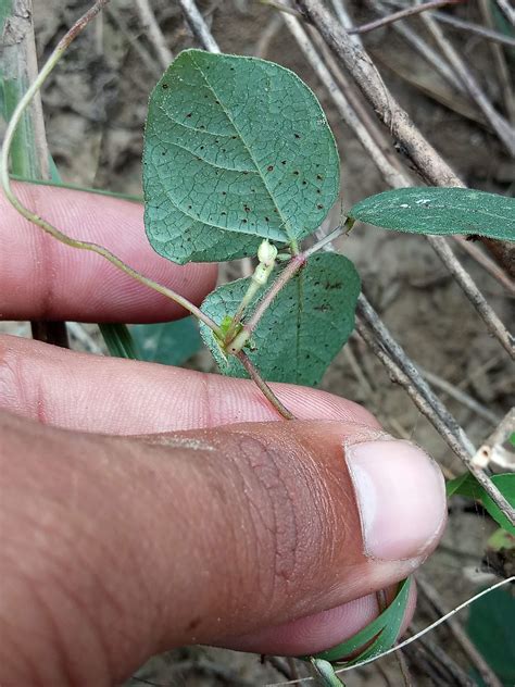 Vigna Radiata EFlora Of India