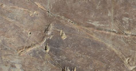 진주서 세계 最古 백악기 개구리발자국 화석 발견