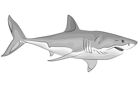 Free Clipart Black And White Shark Download Free Clipart Black And