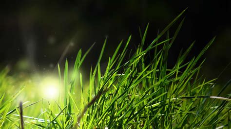 Green Grass Wallpaper Hd 1080p You Can Also Upload And Share Your