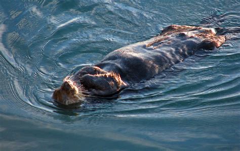 California Sea Otter Floating On Its Back I Could Watch Th Flickr