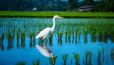 White Egret Heron Scient Class Egretta Bird Animal In A Rice Field