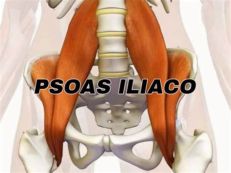 Tendon Ilio Psoas Comment Soigner Une Tendinite Psoas Zimtmr