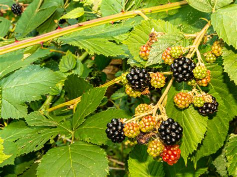 Blackberries Of The Salish Sea Salish Magazine