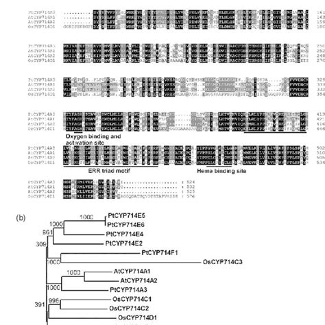 Amino Acid Sequence Alignment And Phylogenetic Tree Of Different Cyp714