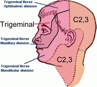 Trigeminal Nerve V Dermatome Map